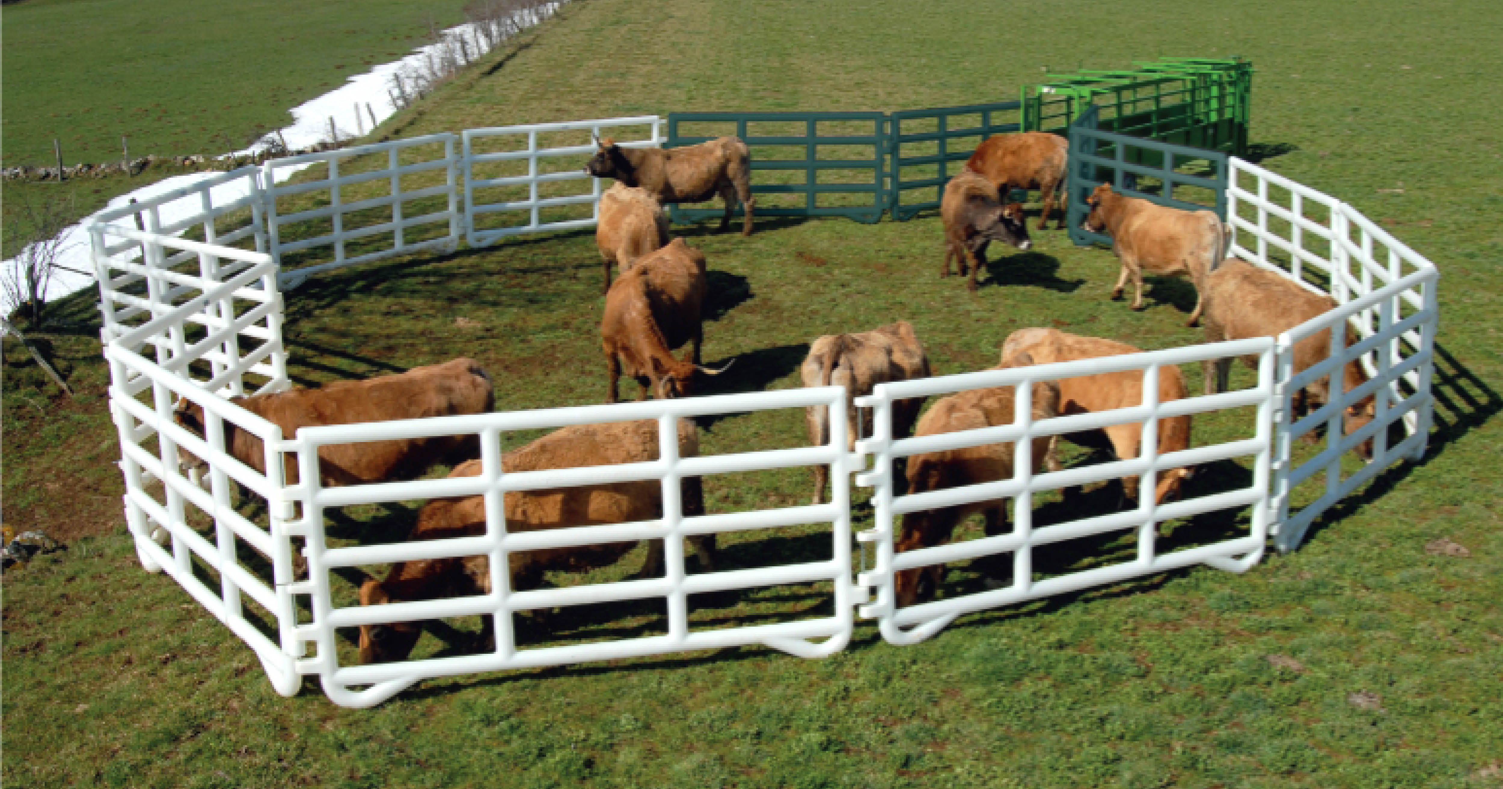 Parc de contention pour bovins : réduire le stress des animaux